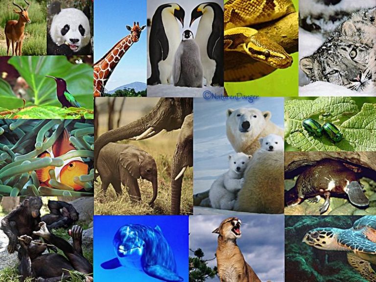 QU'EST CE QUE LA BIODIVERSITÉ ? | Jardin des papillons : Jardin des ...